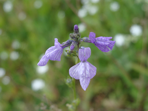 Canada Toadflax, Linaria canadensis
